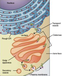 Golgi Apparatus Structure Functions And Diagram StudiousGuy