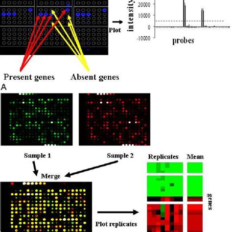 gene detection and gene expression microarrays a gene detection download scientific diagram
