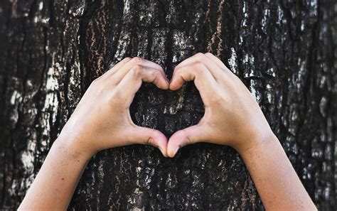 How The Wood Pallets Industry Supports The Arbor Day Vision Conner