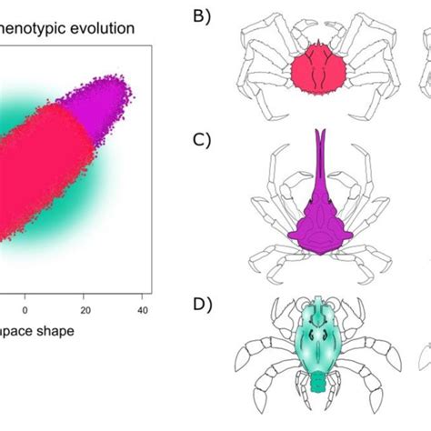 pdf how to become a crab phenotypic constraints on a recurring body plan