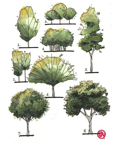 Architectural Tree Drawings
