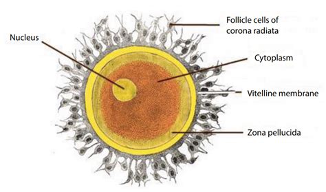 Explain The Structure Of Ovum With Diagram