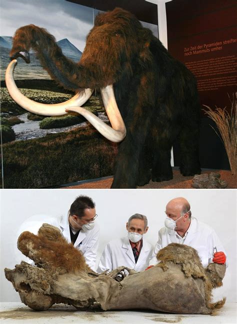 Japanische Forscher Wollen Mammut Klonen