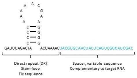 手把手教您设计cas13 gRNAs
