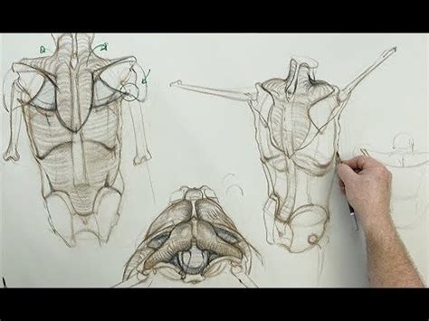 Torso Anatomy For Artists How To Draw The Torso Easier An Illustrated