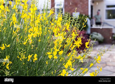 Common Broom Shrub Cytisus Scoparius Syn Sarothamnus Scoparius