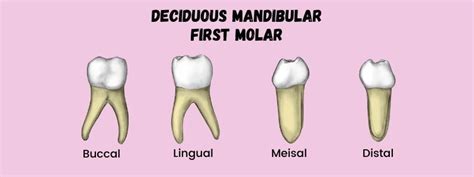 Differences Between Maxillary And Mandibular Molars 45 OFF