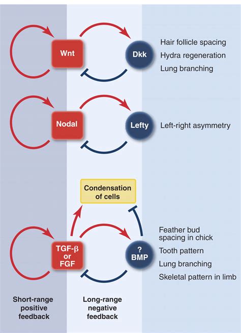 reaction diffusion model as a framework for understanding biological pattern formation science