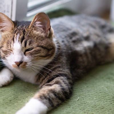 目をつぶる猫顔アップの無料写真素材 ID 1524ぱくたそ
