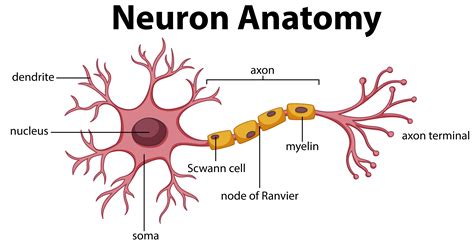 Neuron Cell Diagram