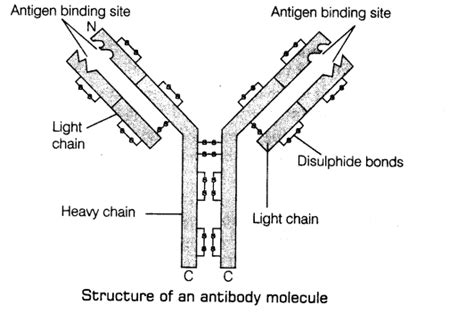 Label The Diagram Of An Antibody Structure