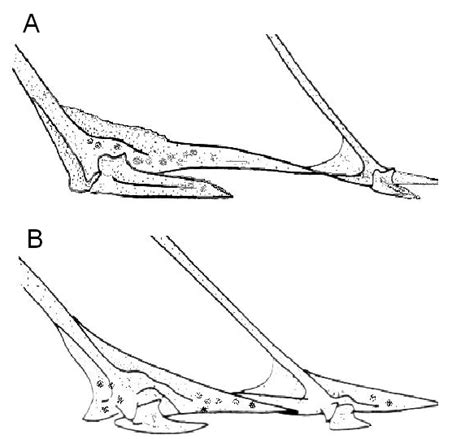 Morphology Of First Anal Fin Spine Elements A Demissolinea Download Scientific Diagram