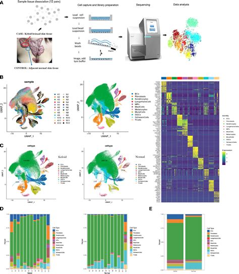 Frontiers Single Cell RNA Sequencing Reveals Distinct Immunology