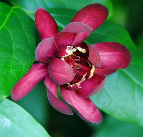 Calycanthus Aphrodite Ppaf Sweetshrub Fragrant Proven Winners 4 Pot House Plants For