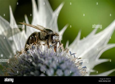 A Carniolan Honey Bee Apis Mellifera Carnica Is Collecting Nectar At A Miss Willmott S Ghost