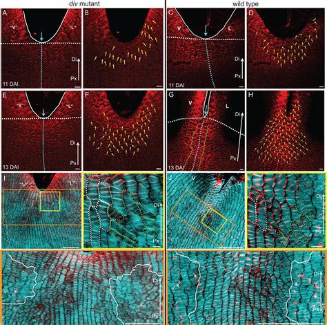 Generation Of Shape Complexity Through Tissue Conflict Resolution ELife