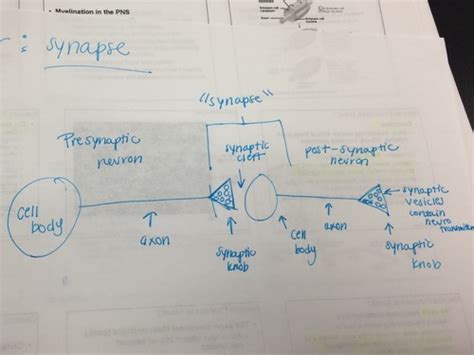 A P Chapter 11 Nervous System Flashcards Quizlet