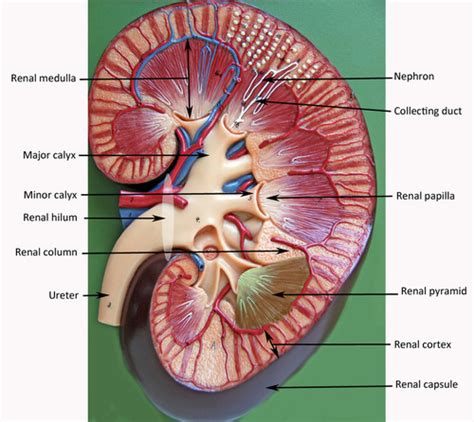 Mammalian Lab Urinary And Reproductive System Flashcards Quizlet