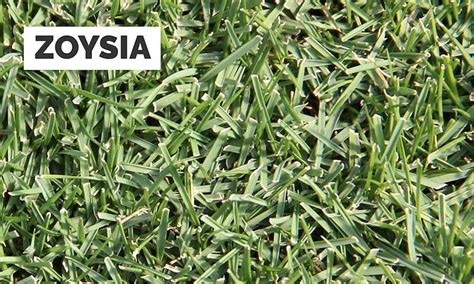 How To Identify Your Lawn Grass