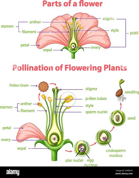Pollination Diagram Hi Res Stock Photography And Images Alamy