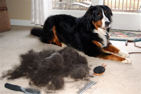Freshly Groomed While We Brush Dree Somewhat Regularly Sh Flickr
