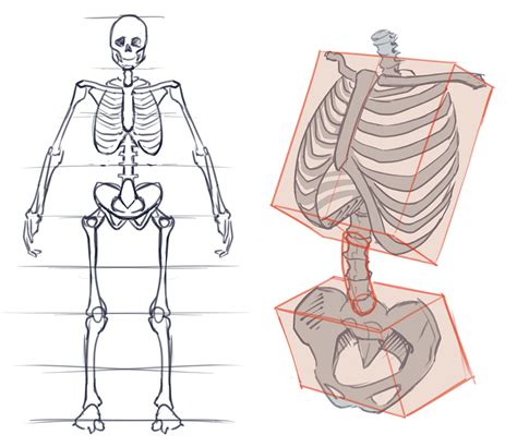 How To Draw The Torso Front View Artofit