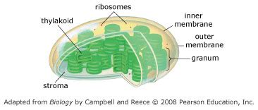 Chloroplast Structure And Function Masteringbiology Cytosol