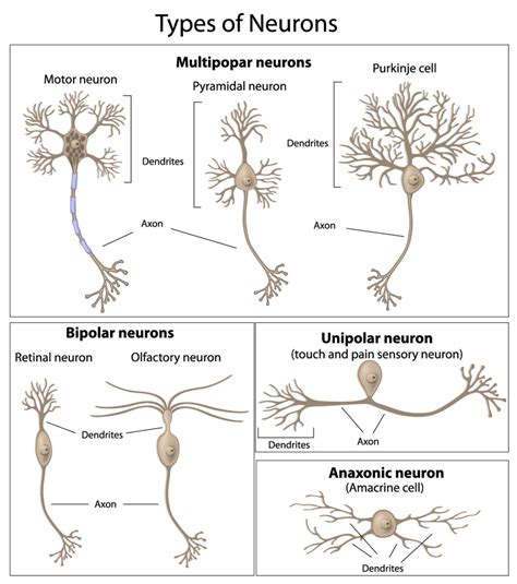 What Is The Structure Of A Typical Neuron At Kenneth Butler Blog