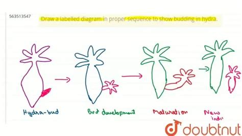 Kannada Solution Draw A Labelled Diagram In Proper Sequence To Show