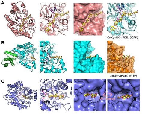 predicted alphafold2 structures for gh5 and gh10 xylanases and download scientific diagram