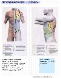 Anatomia Topografia Torace Schemi E Mappe Concettuali Di Anatomia