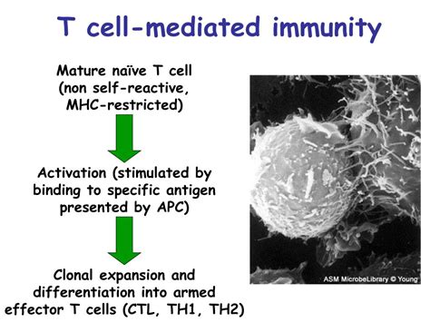 Ppt T Cell Mediated Immunity Chapter 8 Powerpoint Presentation Free Download Id295233