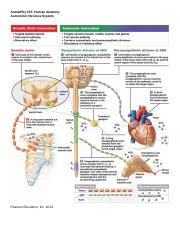 ANS Slides Charts And Templates 1 Docx Anat Phy 337 Human Anatomy