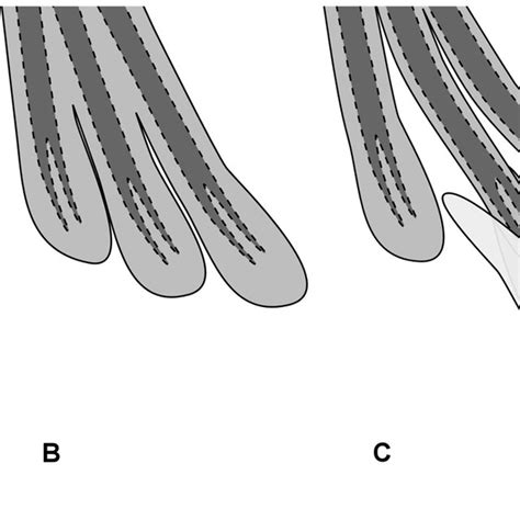 A D The Wavy Movement Of The Anal Fin Is Emphasized By The Arrow Download Scientific Diagram