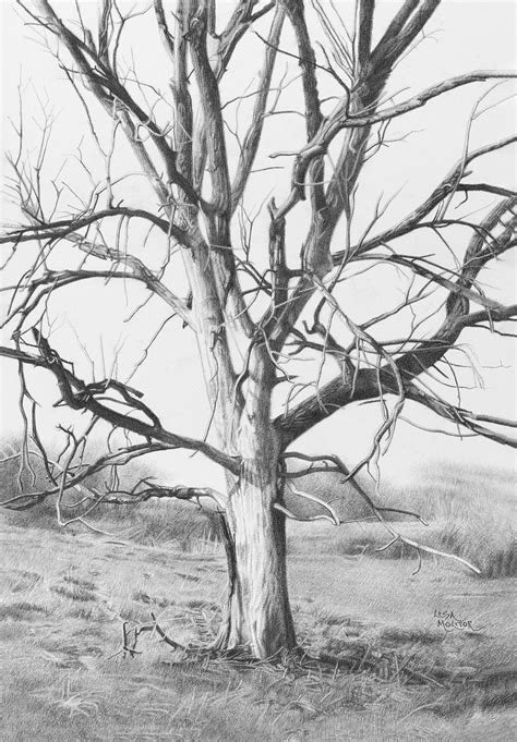 Pencil Drawing Of Oak Tree