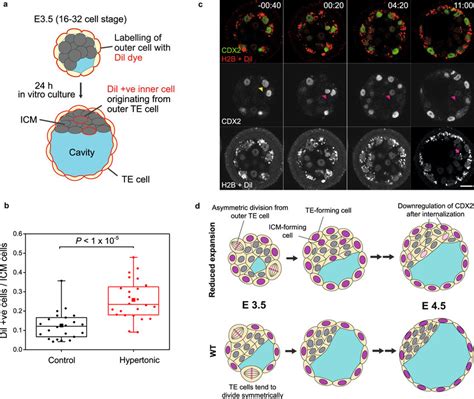 reduced lumen expansion biases cell allocation towards the icm through download scientific