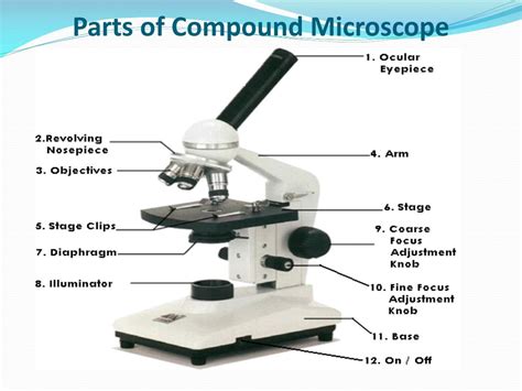 Working Principle And Parts Of A Compound Microscope With