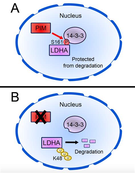 PIM Kinases Shown To Regulate Stability Of Nuclear LDHA Intracellular