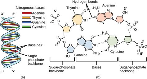 The Sides Of The Dna Ladder Are Composed Of What Chemistry Labs