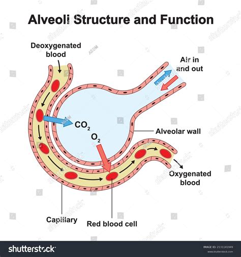 19 Pneumocytes Images Stock Photos Vectors Shutterstock