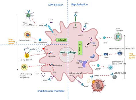 Frontiers T Cells NK Cells And Tumor Associated Macrophages In