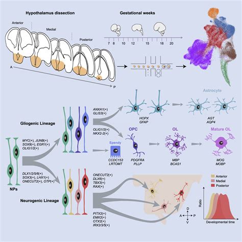 Deciphering The Spatial Temporal Transcriptional Landscape Of Human