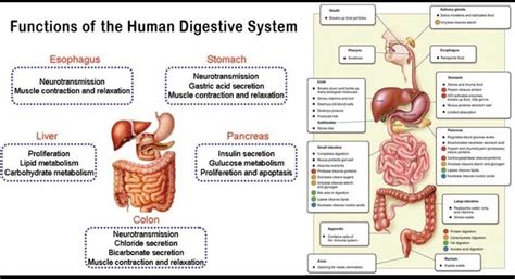 Digestive System Concept Map Brainly Ph