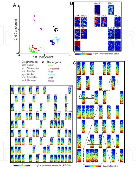 figure 1 from using self organizing maps to visualize filter and cluster multidimensional bio