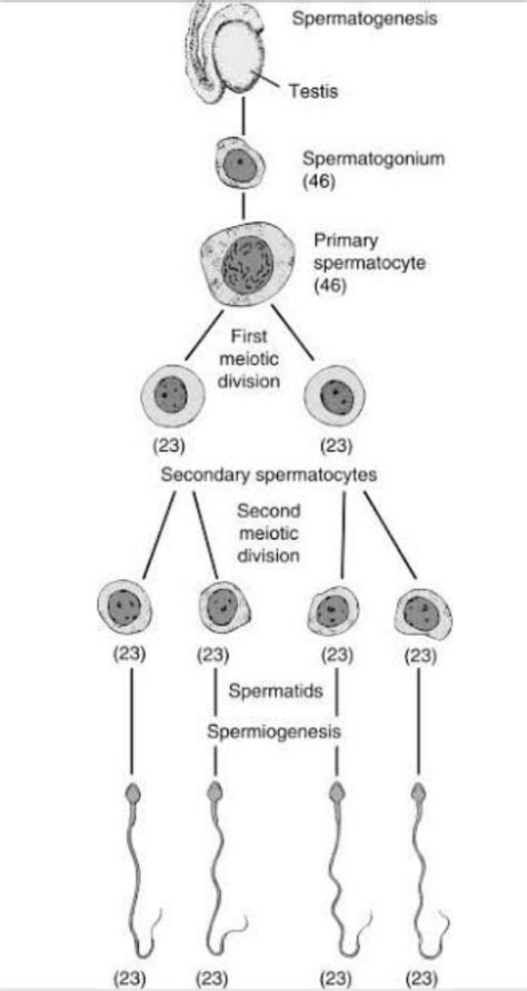 Spermatogenesis Flow Chart