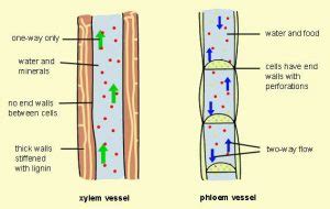 What Are The Differences Between The Transport Of Materials In Xylem