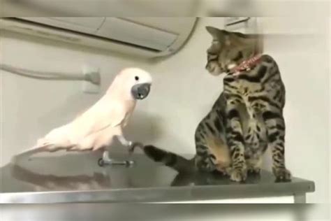 狸花猫你别以为你躲在我后面我就看不见你了