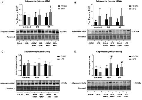 Adiponectin Isoforms In Plasma And Muscle Plasma Low Molecular Weight