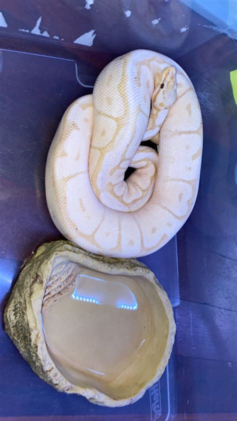 Bell Pythons Breeding And Identifying Ball Pythons MorphMarket