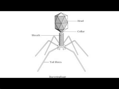 Bacteriophage Virus Diagram